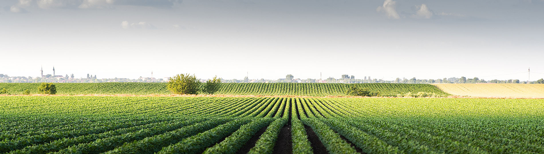 Fram Fresh - فارم فريش